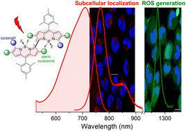 Heavy-atom-free BODIPY-based photodynamic therapy agents activated at ...