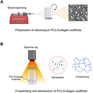 One step gamma-ray induced crosslinking and sterilization of ...