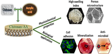 Chitosan–acrylic acid biomaterial with an antimicrobial nature supports ...