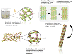 Hierarchical intrafibrillar mineralization with EGaIn nanocapsules ...