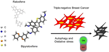 Bipyraloxifene – a modified raloxifene vector against triple-negative ...