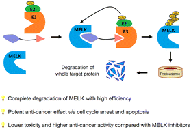 Discovery of first-in-class PROTACs targeting maternal embryonic ...