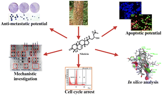 A comprehensive apoptotic assessment of niloticin in cervical cancer ...