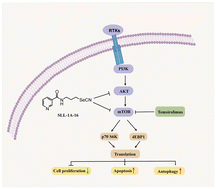 SLL-1A-16 suppresses proliferation and induces autophagy in non-small ...