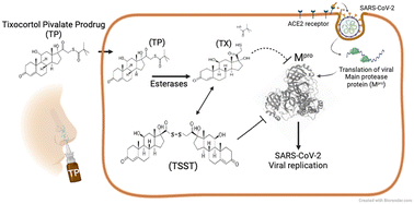 Discovery of a nasal spray steroid, tixocortol, as an inhibitor of SARS ...