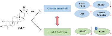 Synthesis of a celastrol derivative as a cancer stem cell inhibitor ...