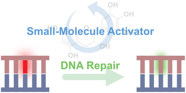 Therapeutic upregulation of DNA repair pathways: strategies and small ...