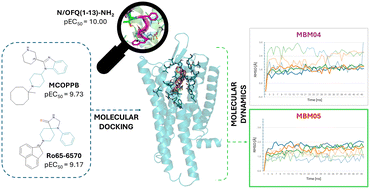 Probing non-peptide agonists binding at the human nociceptin/orphanin ...