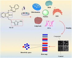 Identification of 5-amino-1,3,4-thiadiazole appended isatins as ...