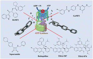 Breaking the energy chain: importance of ATP synthase in Mycobacterium ...