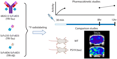 Feasibility of F-18 radiolabeled brain-penetrable bi-specific antibody ...