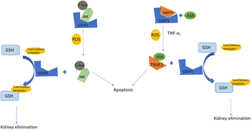 Isozyme-specific inhibition of GSTP1-1: a crucial element in cancer ...