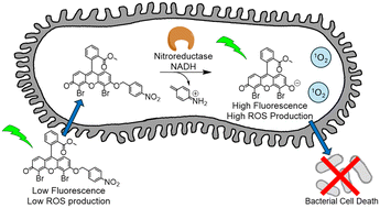 Nitroreductase-activatable photosensitizers for selective antimicrobial ...