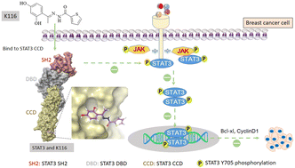 An allosteric inhibitor targeting the STAT3 coiled-coil domain ...