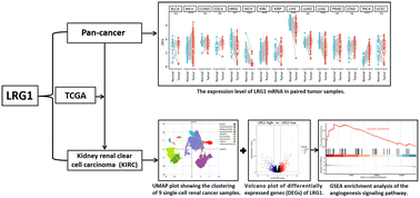 The pan-cancer analysis of LRG1 and its potential role in kidney renal ...