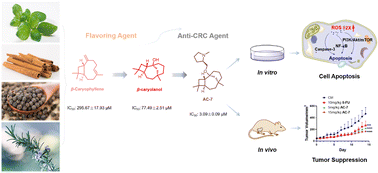 Design, synthesis and biological evaluation of novel β-caryophyllene ...