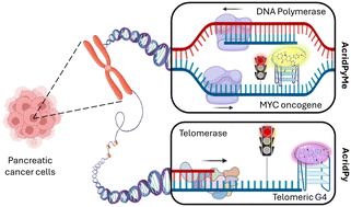 New acridone derivatives to target telomerase and oncogenes – an ...