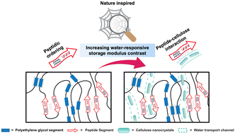 A bio-inspired approach to engineering water-responsive, mechanically ...