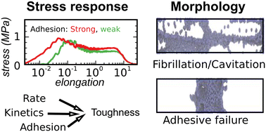 Mesoscale modelling of polymer-mediated adhesion: application to tack ...