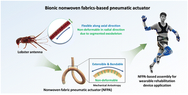 Pre-programmable pneumatic actuator: leveraging mechanical anisotropy ...