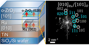 Direct growth of ferroelectric orthorhombic ZrO2 on Ru by atomic layer ...