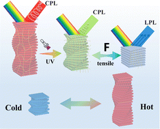 Mechanical and thermal responsive chiral photonic cellulose hydrogels ...