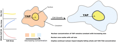 YAP activation is robust to dilution - Molecular Omics (RSC Publishing)