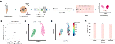 MobiChIP: a compatible library construction method of single-cell ChIP ...