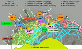 Integration of focal adhesion morphogenesis and polarity by DOCK5 ...