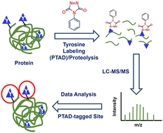 Selective labeling of tyrosine residues in proteins: insights from PTAD ...