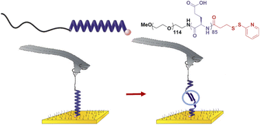 Single-molecule force spectroscopy shows that side chain interactions ...