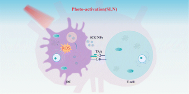 Boosted photo-immunotherapy via near-infrared light excited ...