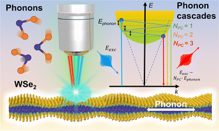 Unveiling the complex phonon nature and phonon cascades in 1L to 5L ...