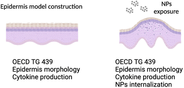 Pre-validation of a novel reconstructed skin equivalent model for skin ...