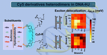 Towards tunable exciton delocalization in DNA Holliday junction ...
