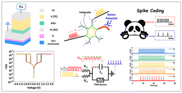 Achieving neuronal dynamics with spike encoding and spatial-temporal summation in vanadium-based ...