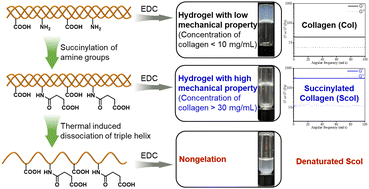 Insights into the 1-ethyl-3-(3-dimethylaminopropyl) carbodiimide (EDC ...