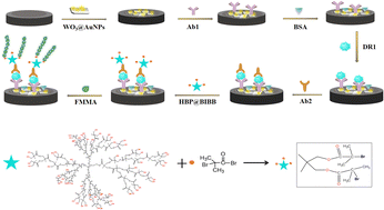 A novel electrochemical biosensor based on WO3@AuNPs and HBP@BIBB macromolecule-triggered ATRP ...