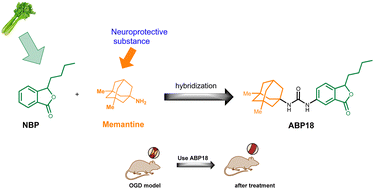 Novel hybrids of 6-amino-3-n-butylphthalide and neuroprotective groups ...