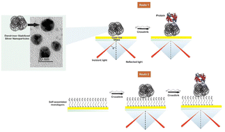 Exploring the versatility of dendrimer-stabilized silver nanoparticle ...
