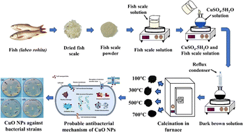 Fish scale utilized biogenic synthesis of CuO nanoparticles: effect of ...