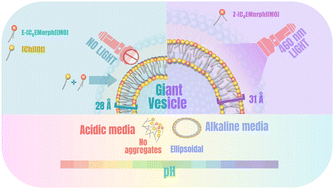 Photo- and pH-responsive giant vesicles: harnessing the properties of ...