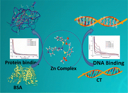 Synthesis, characterization, and biological applications of zinc(ii ...