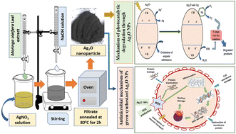 Green synthesis of nano-Ag2O using Moringa oleifera leaves for ...