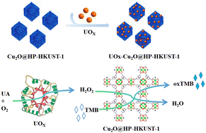 Facile synthesis of UOx-doped Cu2O@HP-HKUST-1 for sensitive ...