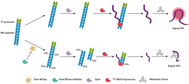 Label-free detection of dam methyltransferase activity and inhibition ...