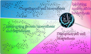 Medium-sized peptides from microbial sources with potential for ...