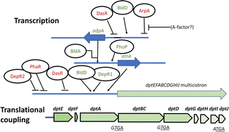 Regulation of daptomycin biosynthesis in Streptomyces roseosporus: new ...