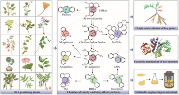 Structural diversity, evolutionary origin, and metabolic engineering of plant specialized ...