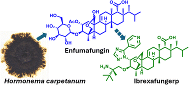 Fungerps: discovery of the glucan synthase inhibitor enfumafungin and ...
